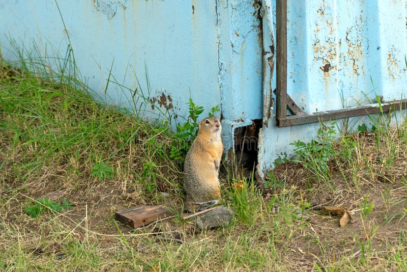 Close-up of a Gopher Near Its Burrow. Lives in a Garage Stock Photo ...