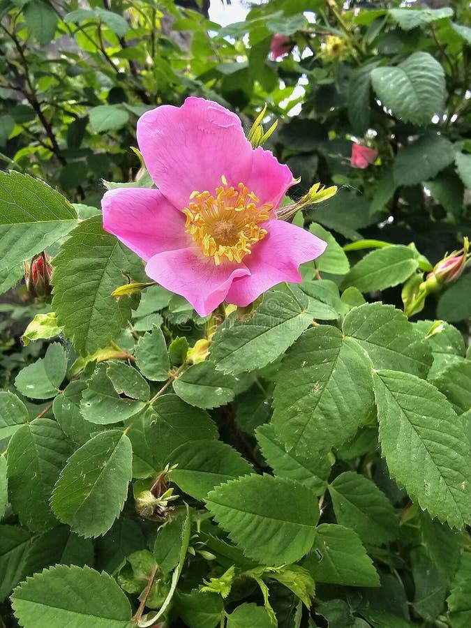 Close-up of a Gorgeous Pink Rose Bush Stock Image - Image of pink, bush ...