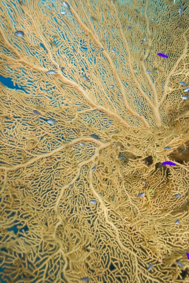 Sea fan coral stock photo. Image of small, giant, deep - 16760590