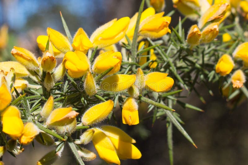 Close Up of Gorse in Bloom, New Zealand Stock Photo - Image of leaf ...
