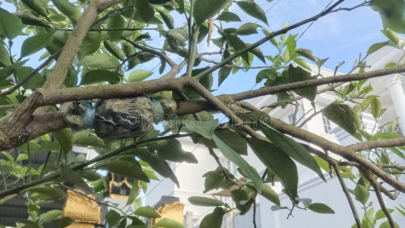 Close-up of a Grafted Branch of a Fruit Tree with Plastic Wrap Stock ...