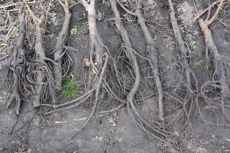 Planting Bare Root Trees in Autumn. a Close-up of Bare Root Fruit Trees ...