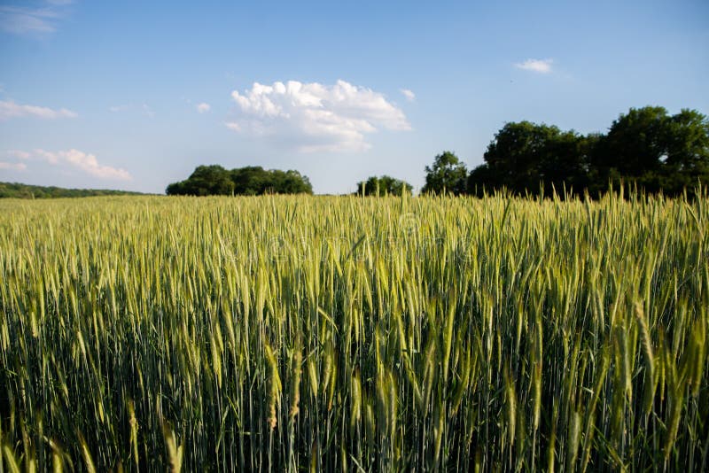 Close Up on Grain in the Field Stock Photo - Image of countryside ...
