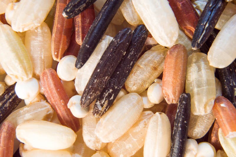 Close Up of Grain and Rice Mix Stock Photo - Image of cooked, closeup ...