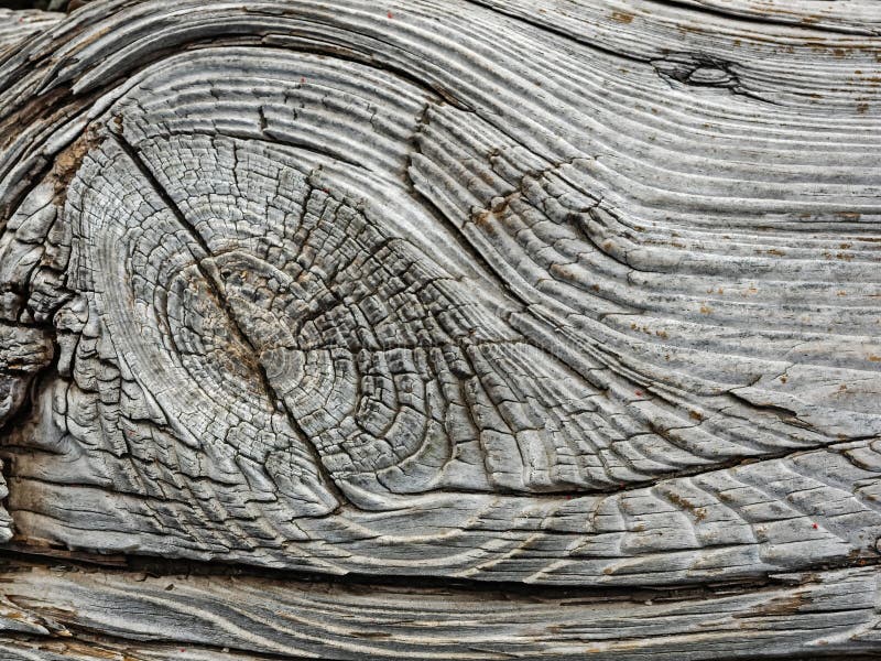 Close-up of the Grain of the Wood from an Old Tree Stock Photo - Image ...