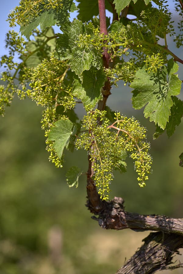 Close Up of Grape Plant at Springtime with Grapes Flowers Stock Photo ...