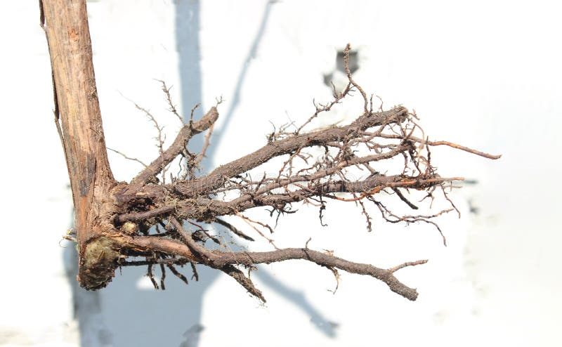 Close Up of Grape Root on White Background. Stock Photo - Image of ...