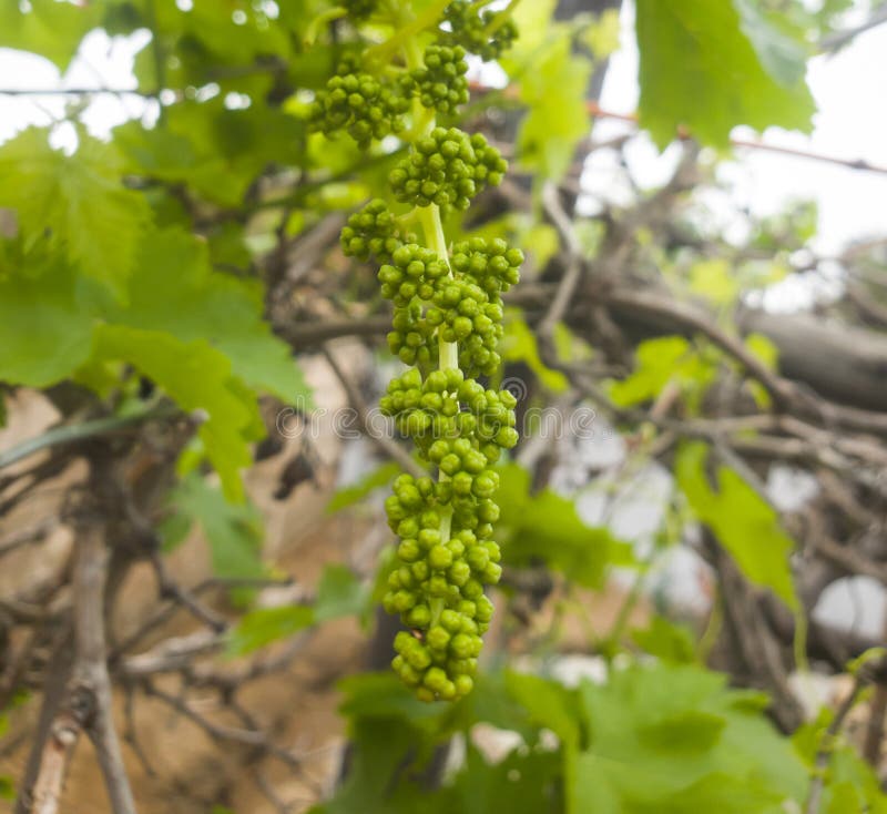 Grape Tree with Tiny Little Green Baby Grapes Stock Image - Image of ...