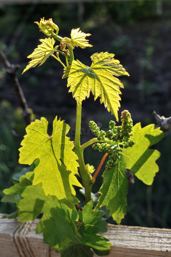 Close-up of grape vine stock photo. Image of season - 184251498