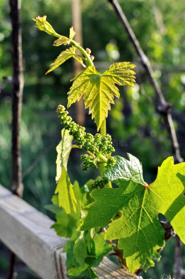 Close-up of grape vine stock image. Image of stem, photosynthesis ...