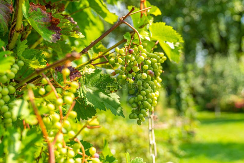 Close-up of a Grape Vine in a Garden Stock Photo - Image of background ...