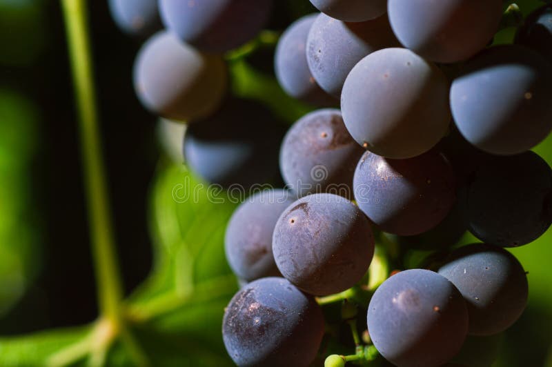 Close-Up of Grapes Growing at Vineyard Stock Image - Image of grapevine ...
