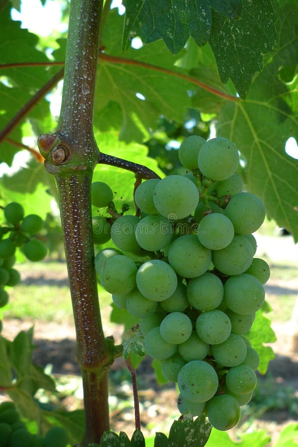 Close Up of Grapes in Vineyard Stock Image - Image of chardonnay ...