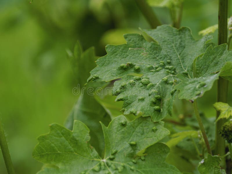 Grapevine Leaf Showing Symptoms of Phylloxera Infection Stock Image ...