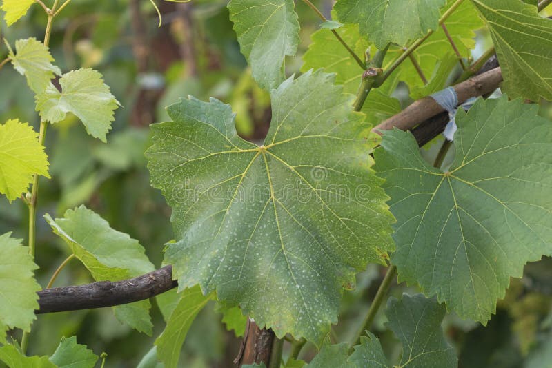 Close-up of Grapevine Leaf with Natural Texture and Visible Veins Stock ...