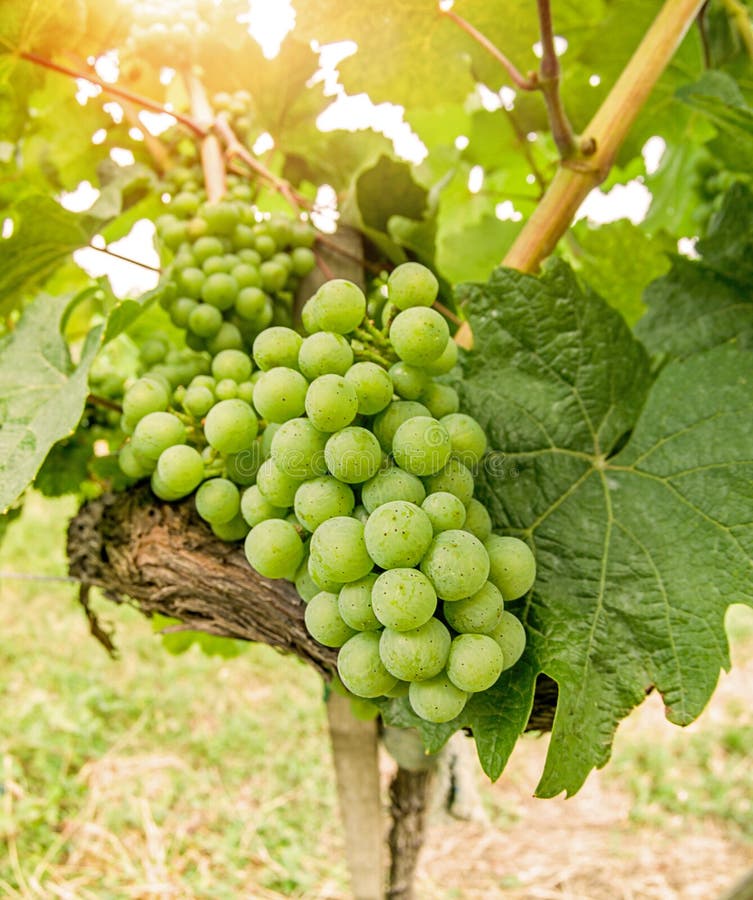 Close Up of Grapevine and Stem in a Small Vineyard Stock Image - Image ...