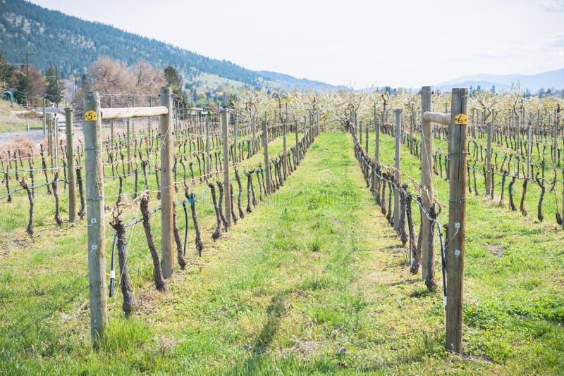 Close-up of Grapevines and Green Grass in Vineyard in Springtime in ...