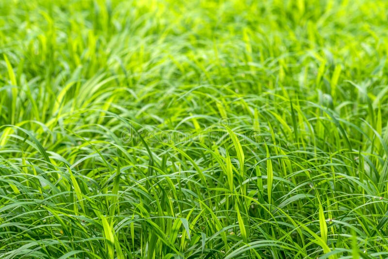 Close-up grass background stock image. Image of gardens - 84780595