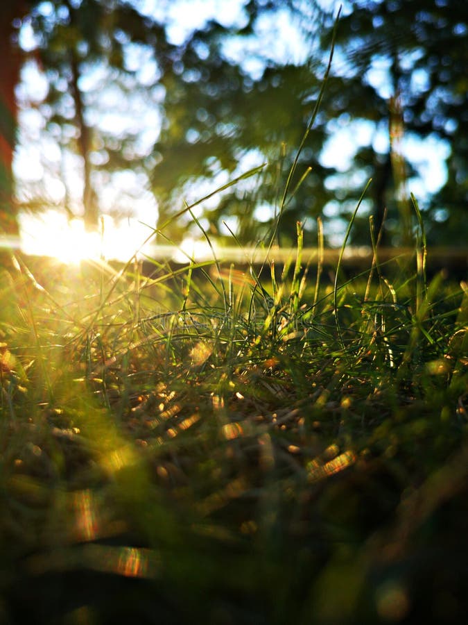 Close-up of Grass with Beautiful Sun Rays Stock Image - Image of nature ...