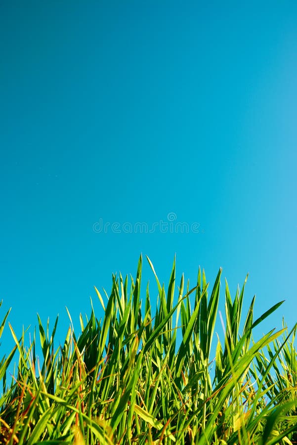 Close Up of the Grass in a Crop Field Stock Image - Image of macro ...
