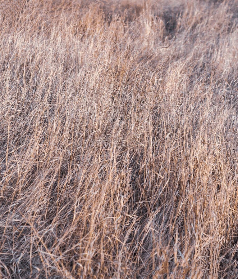 Close-up Grass Dry Steppe Desert. Uncut Dry Grass in Field Stock Image ...