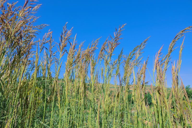 Grass ears stock photo. Image of grasses, leaves, plant - 191009206