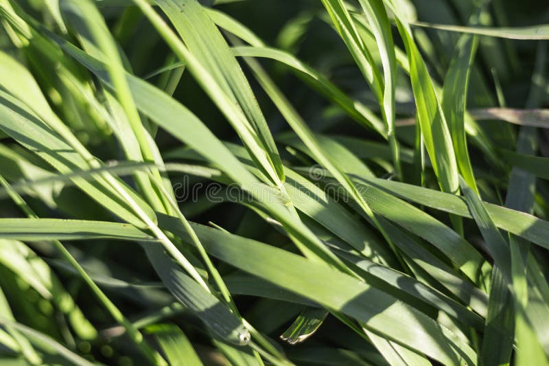A Close Up of Grass with a Few Leaves Showing Stock Image - Image of ...