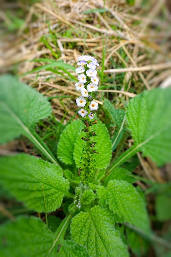 Flower Heliotropium Indicum or Indian Heliotrope on Field Stock Photo ...