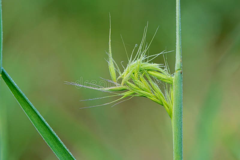 Grass ears stock image. Image of leaf, herbaceous, natural - 190290751