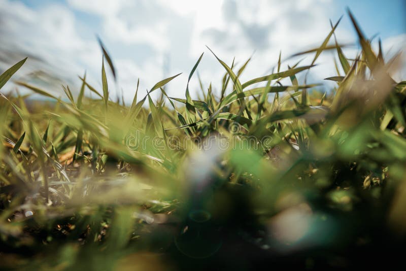 Close Up of Grass from a Low Angle with Very Shallow Depth of Field ...