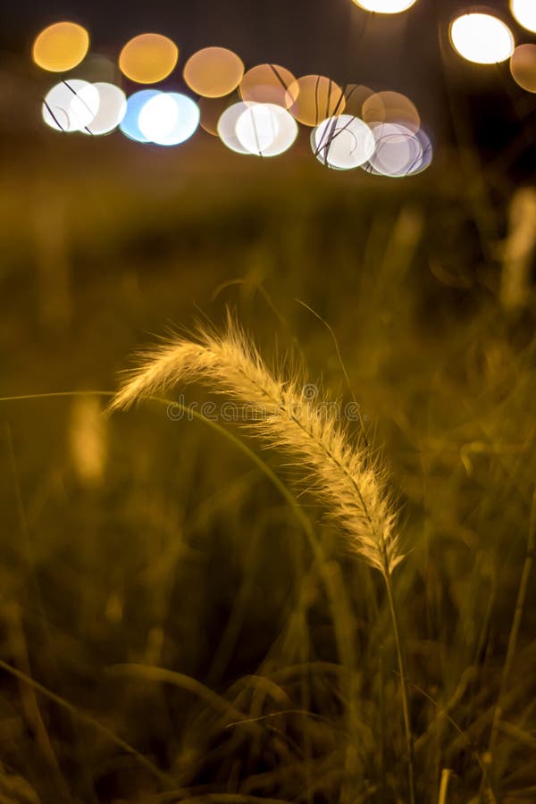 Night dew on the grass stock photo. Image of grass, night - 93512544
