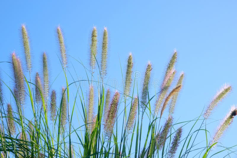 Grass spike stock photo. Image of blue, wild, grass - 157624424