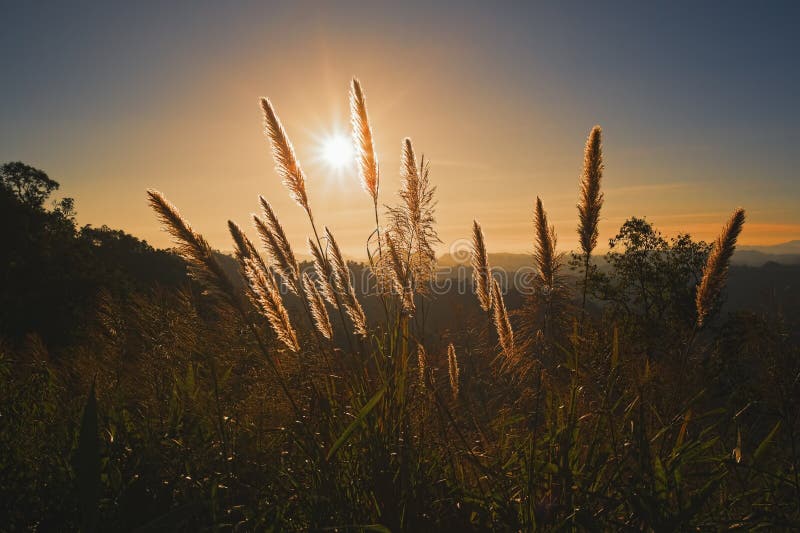 Close-up Grass in the Sunset Stock Photo - Image of lush, green: 94762760