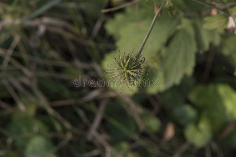 Close-up: Grass with Thin Stem and Round Needle-like Rosete Stock Photo ...