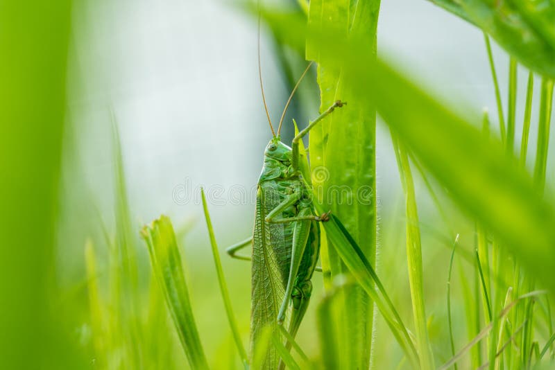 Close up of grasshopper stock image. Image of grass - 260377599