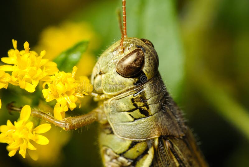 A Close Up of a Grasshopper Stock Photo - Image of detail, color: 40607122