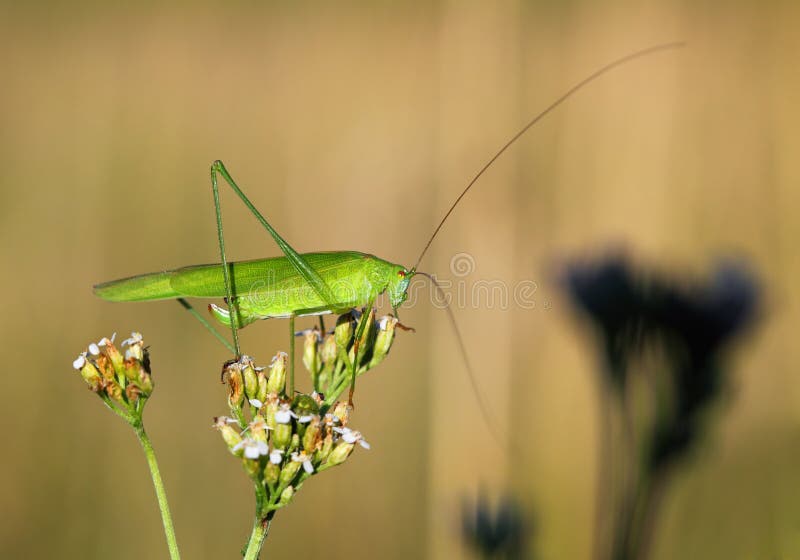Grasshopper In The Field On The Grass Stock Photo - Image of butterfly ...