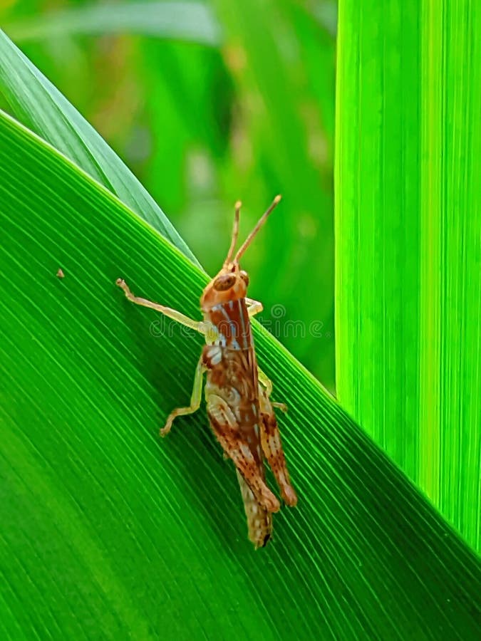 Close Up Grasshopper with Green Leaf. Stock Photo - Image of biology ...