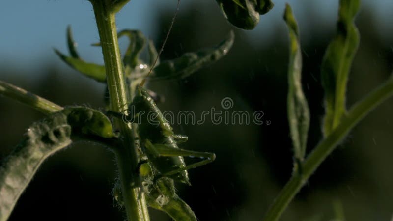 Close Up of a Grasshopper Hides Behind a Grass Stem. Creative. Insect ...
