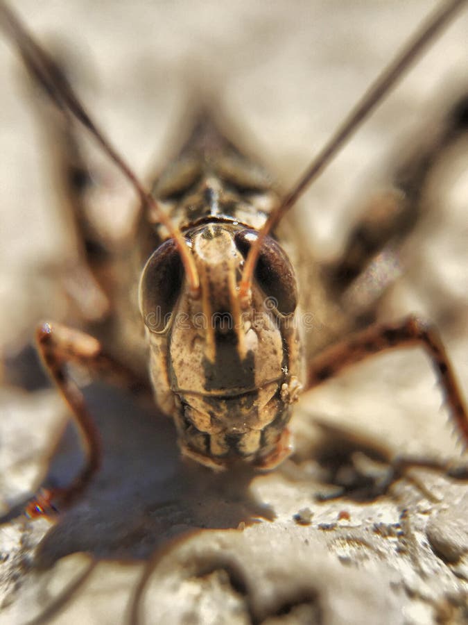 Grasshopper face close up stock photo. Image of wildlife - 9805154