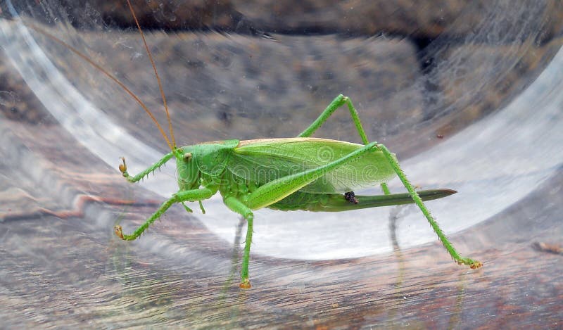 Close-up grasshopper stock image. Image of long, grasshoppers - 32576595