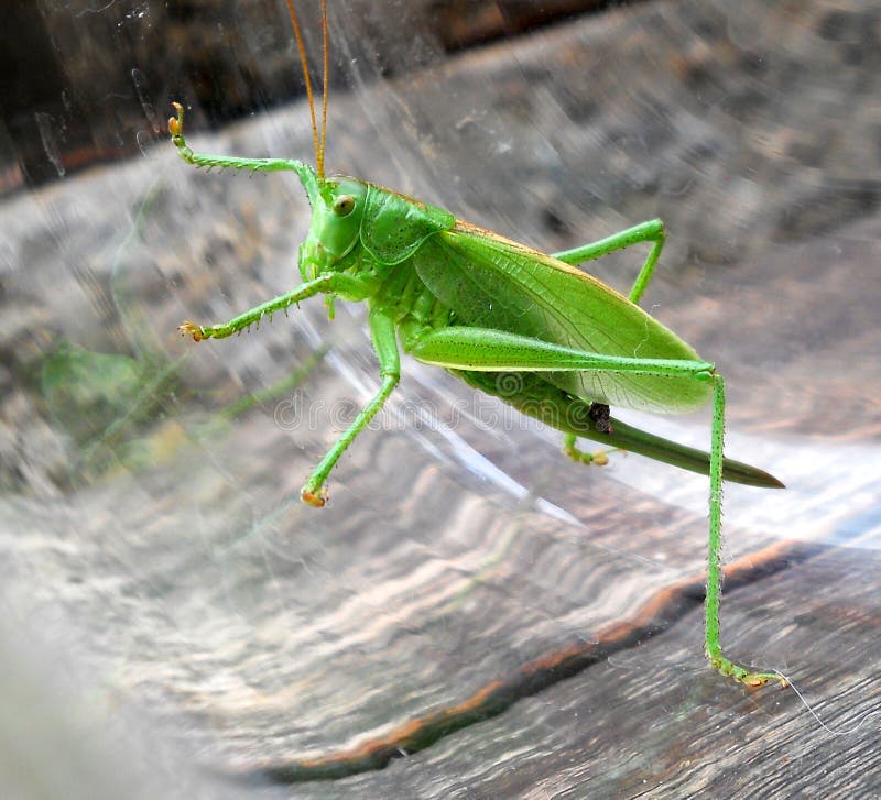 Close-up grasshopper stock photo. Image of green, figures - 32576776