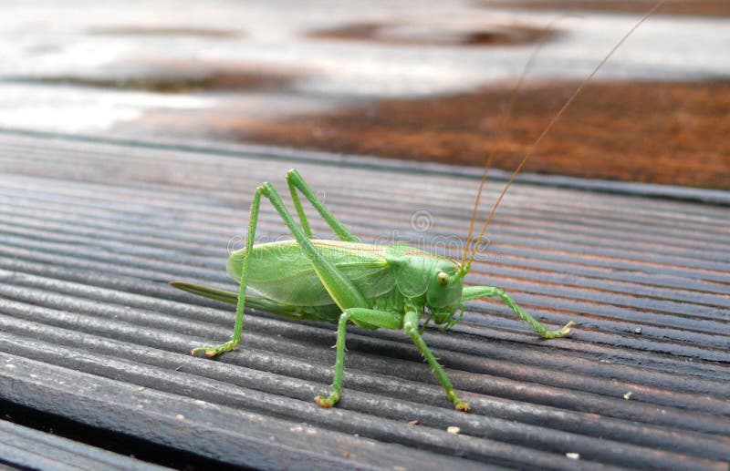 Close-up grasshopper stock image. Image of grasshopper - 32578651