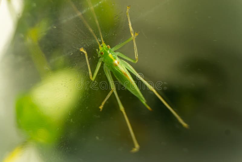 Grasshopper - Birds Eye Perspective Stock Photo - Image of insect ...