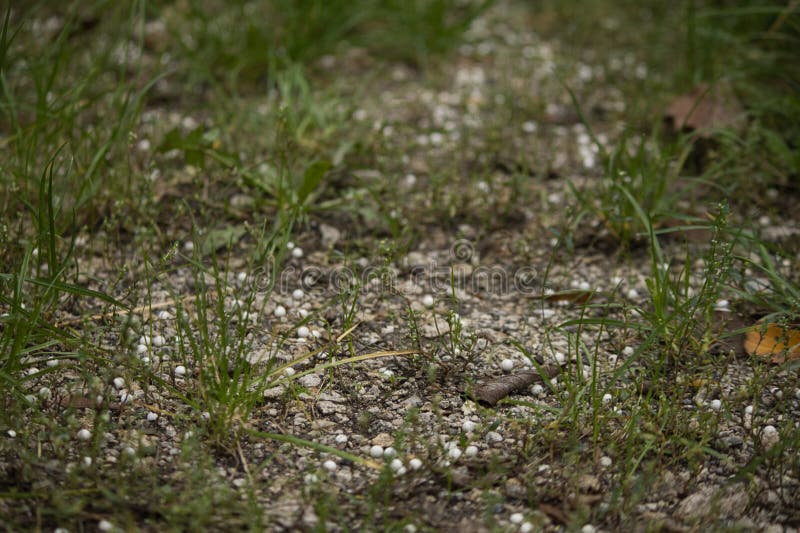 Close-up of a Grassy Ground with Scattered White Pellets, Creating a ...