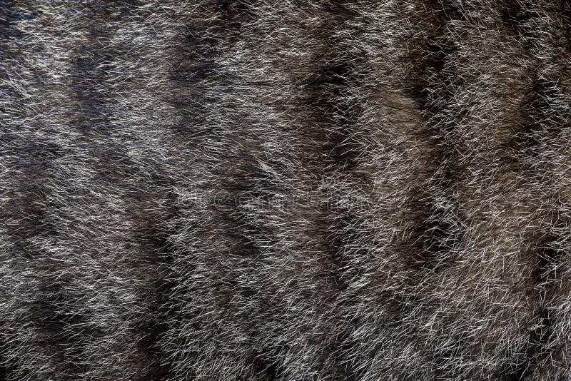 Close Up Gray Cat Skin for Pattern and Background Stock Image - Image ...