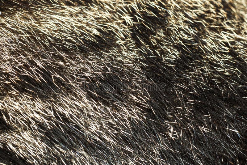 Close Up Gray Cat Skin for Pattern and Background Stock Image - Image ...