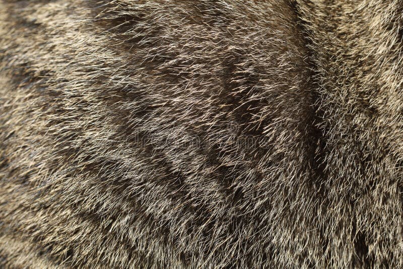 Close Up Gray Cat Skin For Cat Pattern And Background Stock Photo ...