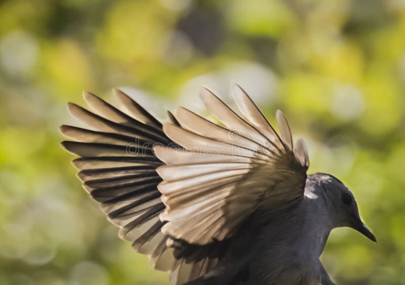Close-up of a Gray Catbird stock image. Image of birds - 246810241