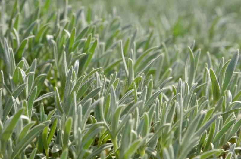 Close-up of Arabis Alpina Grass Stock Photo - Image of colored, natural ...